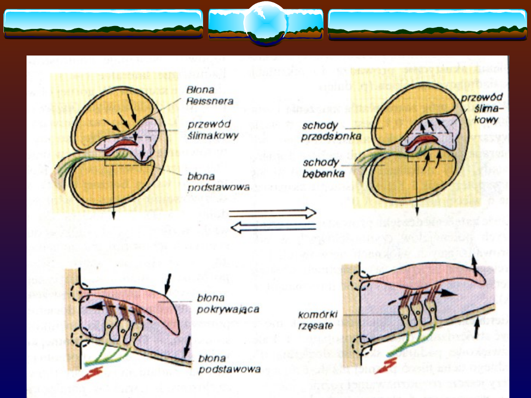 06 Czucie Smaku, Słuch