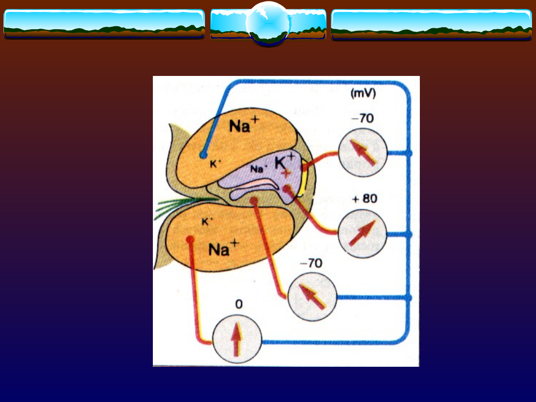 06 Czucie Smaku, Słuch